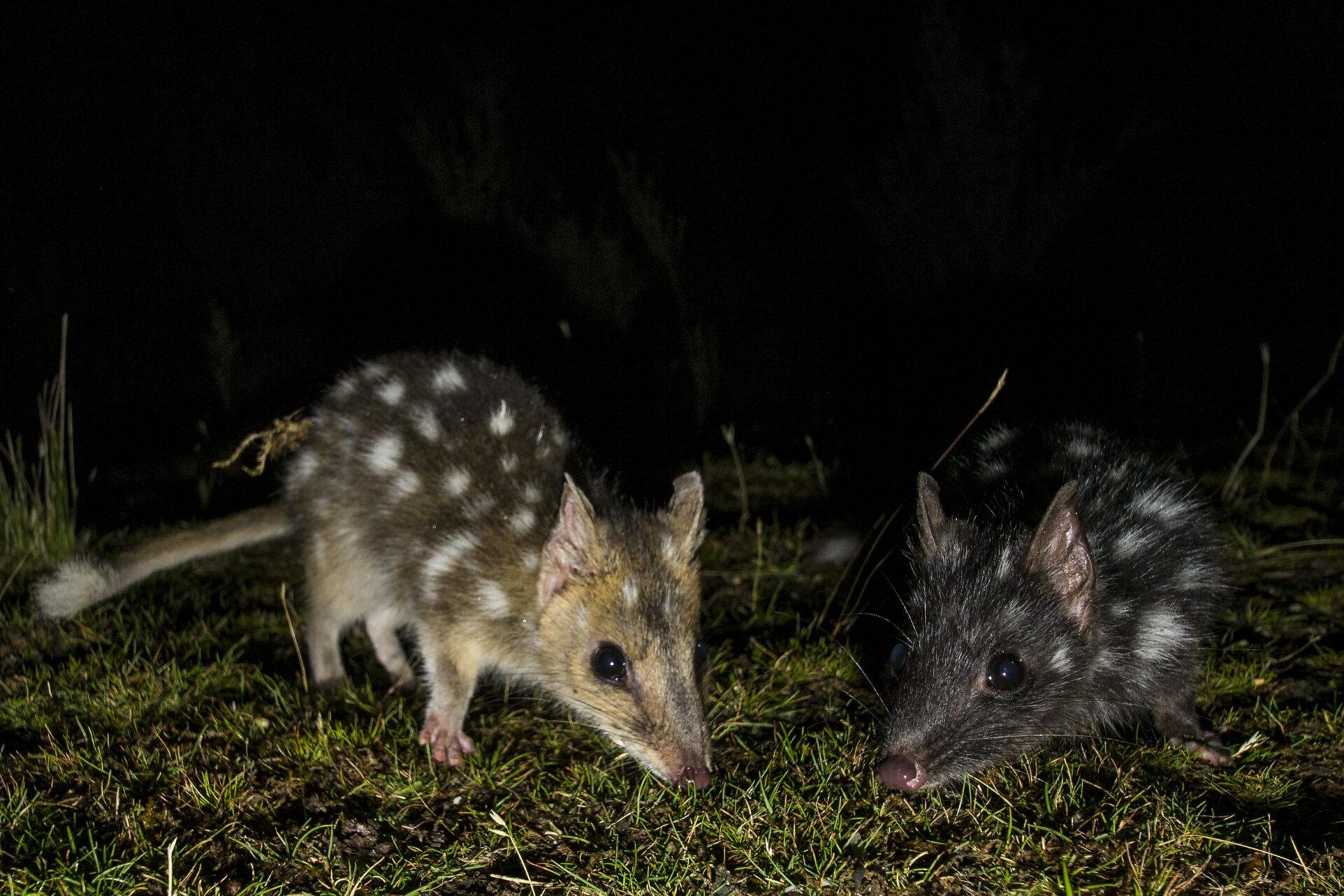 Radio-tracking Eastern Quolls in Tasmania - Wildlife Drones