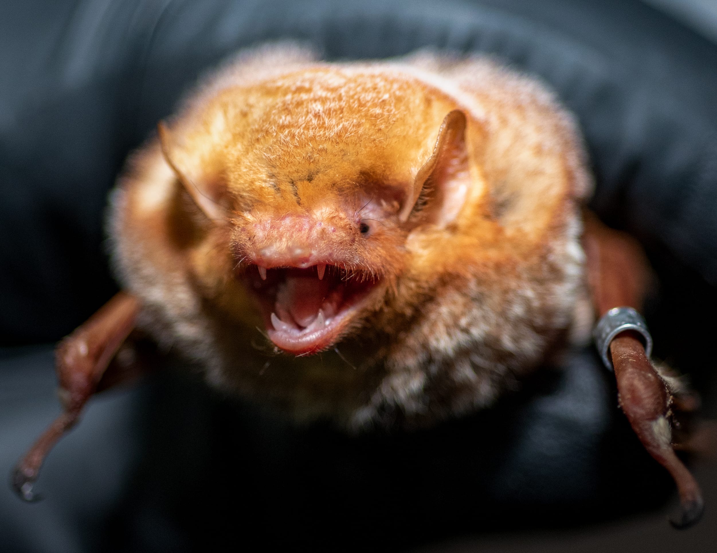 Flying high in search of agile bats - Wildlife Drones