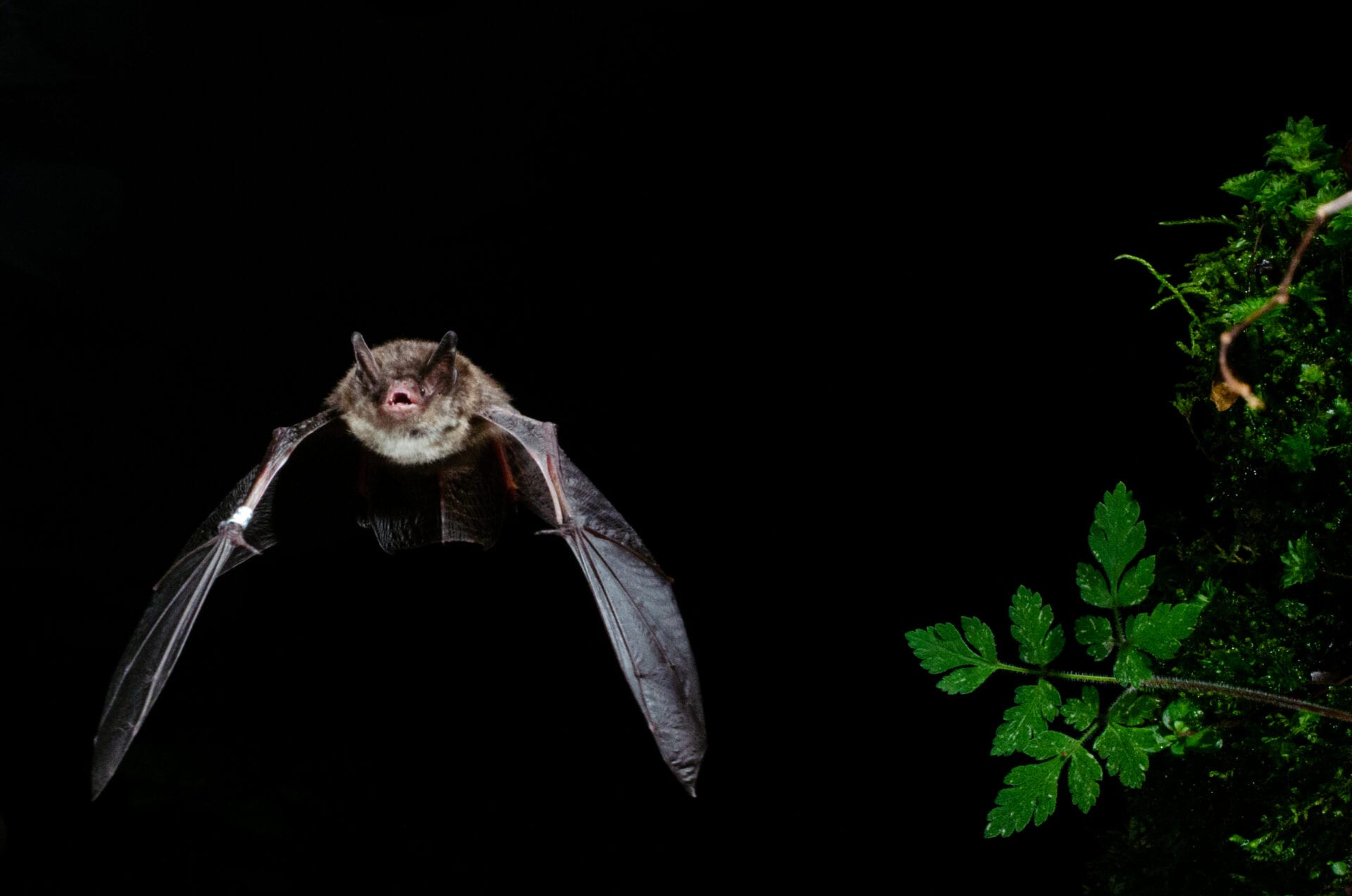 Flying high in search of agile bats - Wildlife Drones