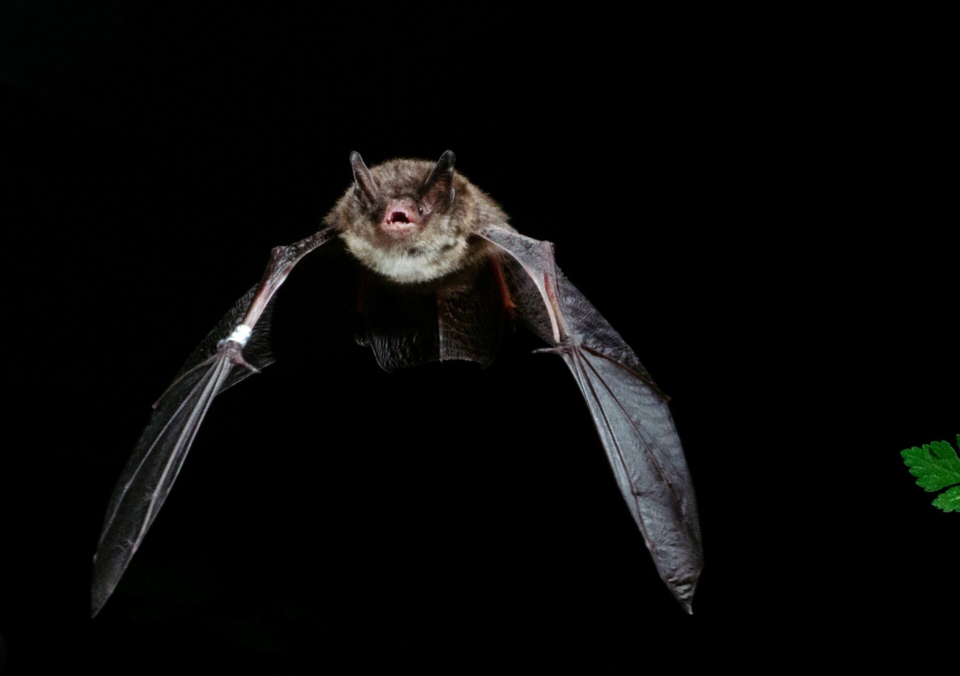 Flying high in search of agile bats - Wildlife Drones