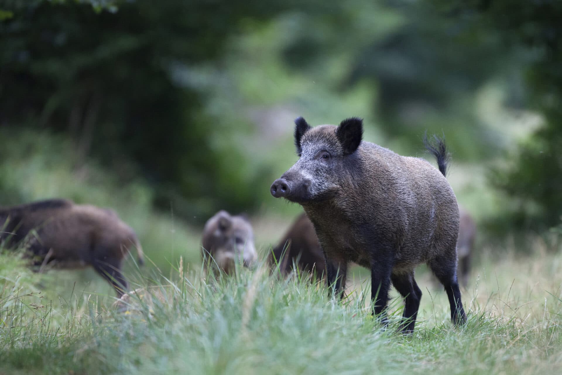 Invasive Species - Drone-based solutions for tracking feral animals