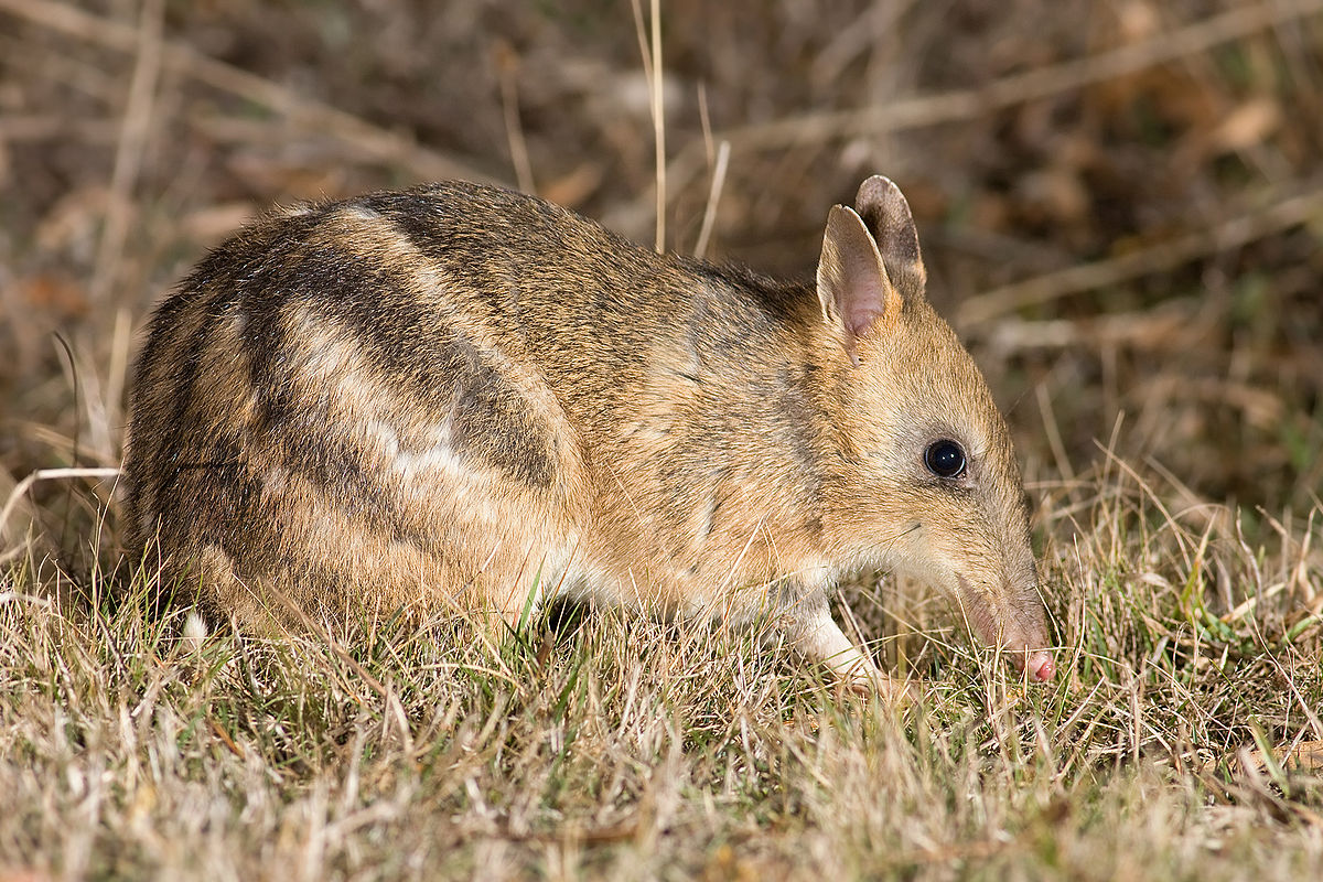 Tracking Eastern Barred Bandicoots - Wildlife Drones