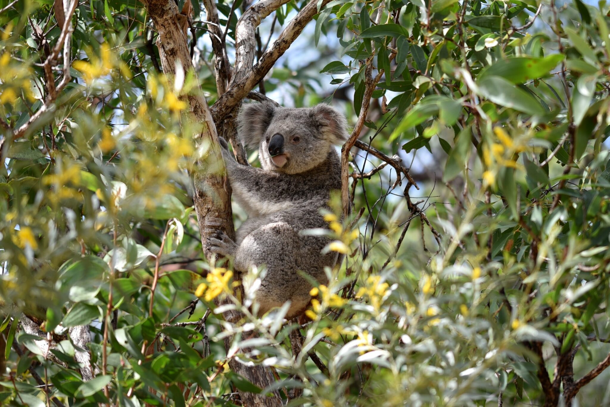 Thermal imaging survey to detect Koalas - Wildlife Drones