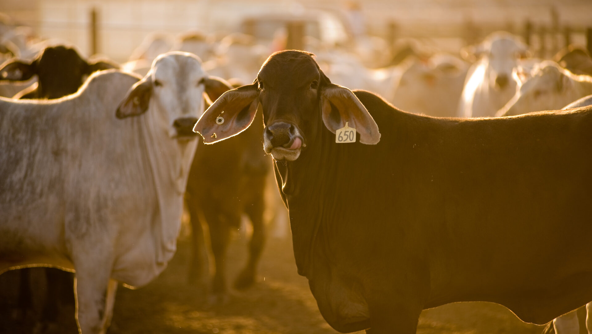 Tracking Solutions - Wildlife Drones