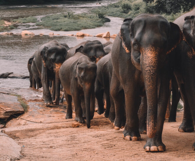 Preventing human-wildlife conflict - Wildlife Drones