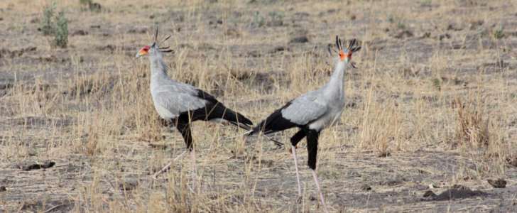 Grasslands, the home of ground-dwelling birds - Wildlife Drones