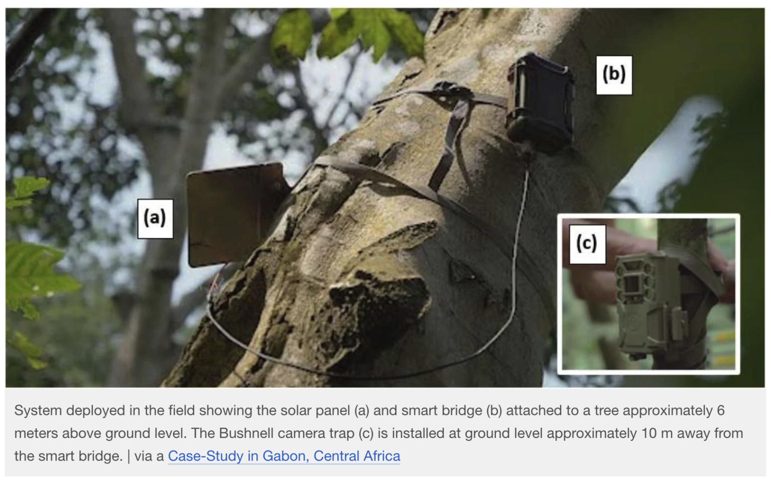 5 uses of camera traps - Wildlife Drones