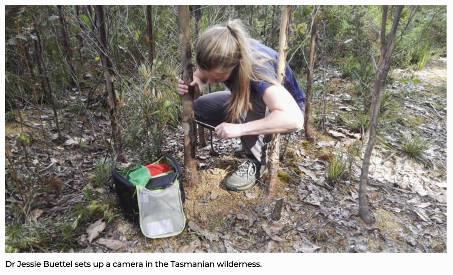 5 uses of camera traps - Wildlife Drones