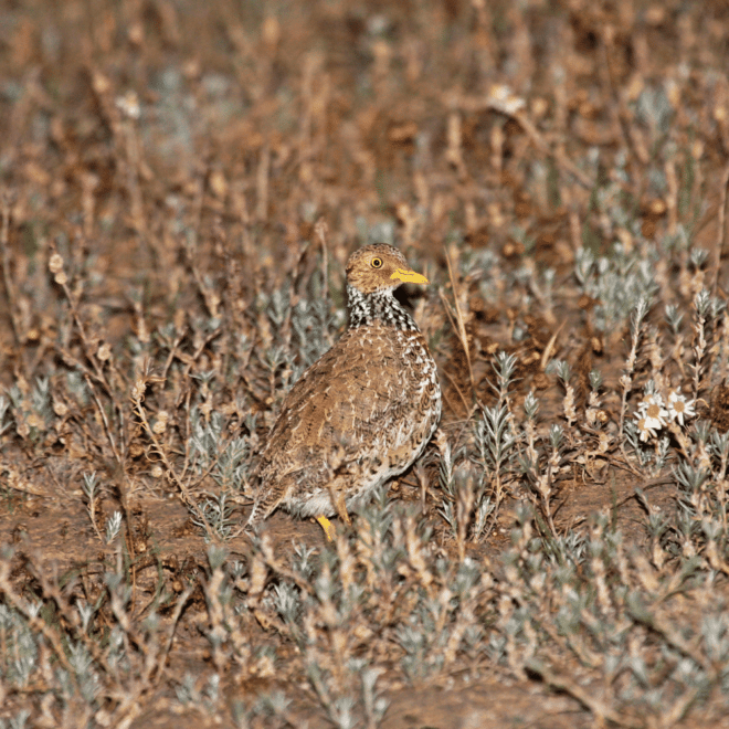 Radio-tracking Plains-wanderer - Wildlife Drones
