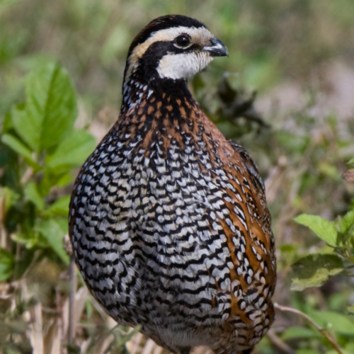 Radio-tracking Bobwhites - Wildlife Drones