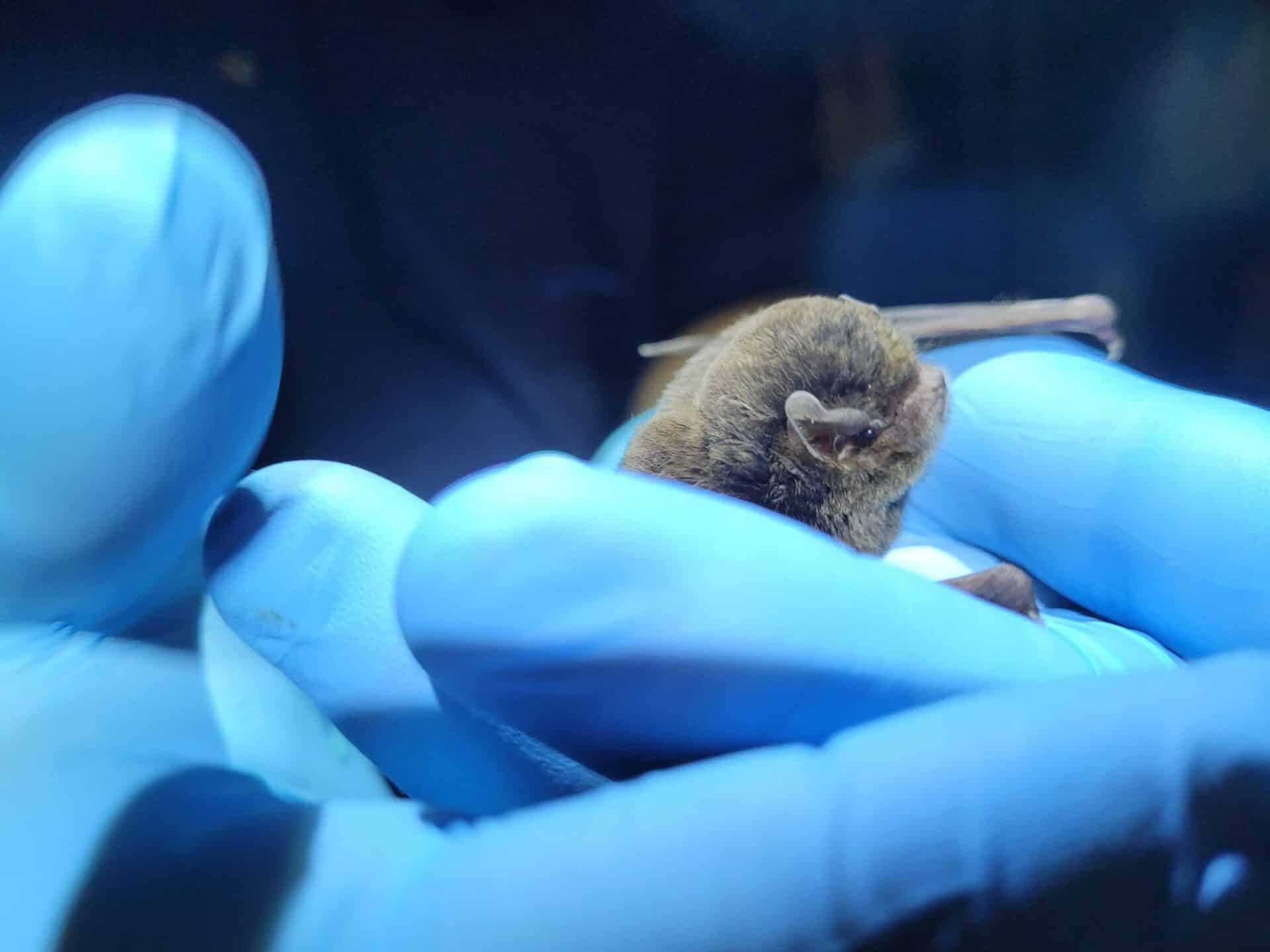 Radio-tracking Bats - Wildlife conservation efforts with drone technology