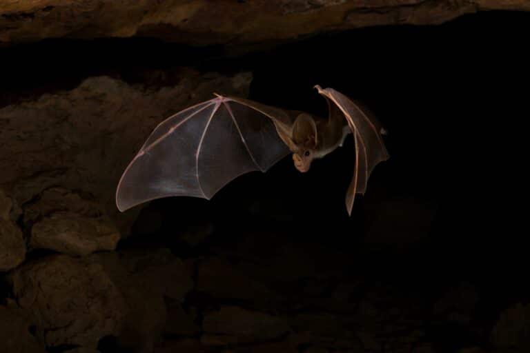 Radio-tracking Bats - Wildlife conservation efforts with drone technology