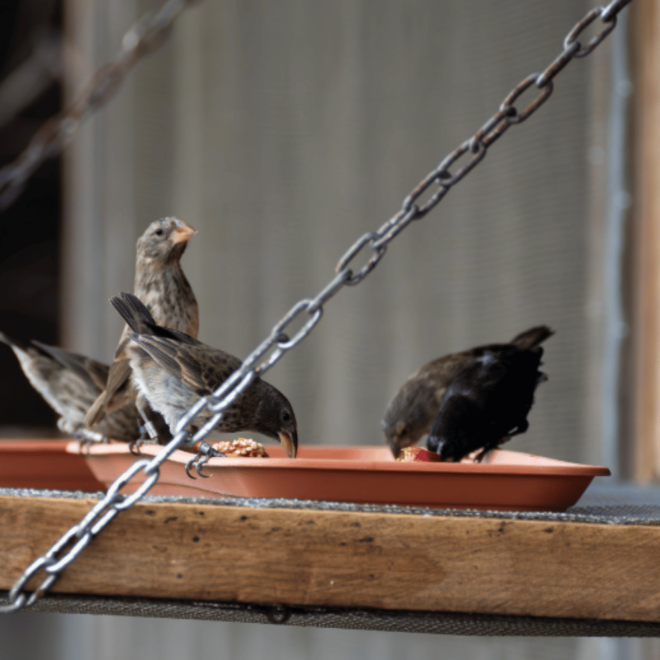 Radio-tracking Finches - Wildlife Drones